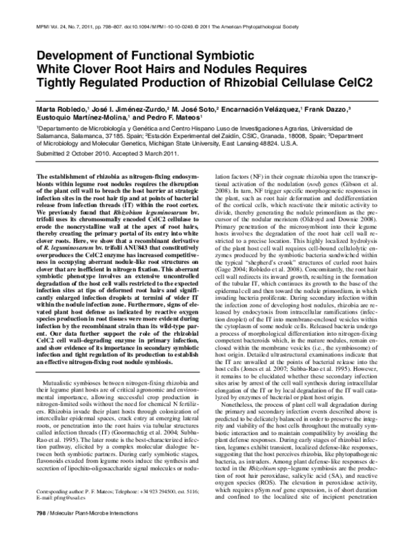 (PDF) Development of Functional Symbiotic White Clover Root Hairs and ...