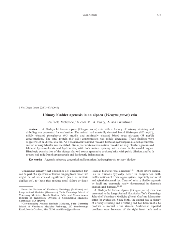 (PDF) Urinary Bladder Agenesis in an Alpaca (Vicugna Pacos) Cria