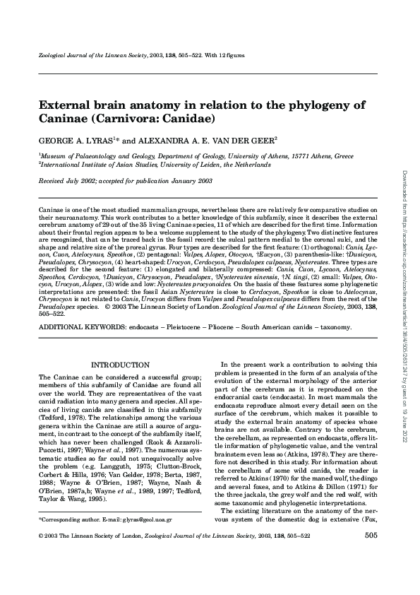 (PDF) External brain anatomy in relation to the phylogeny of Caninae ...