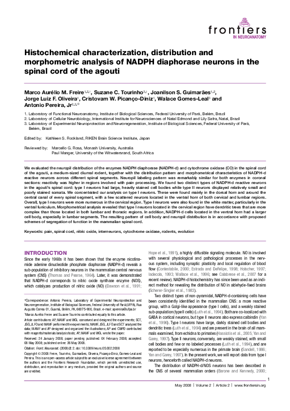 (PDF) Histochemical characterization, distribution and morphometric ...