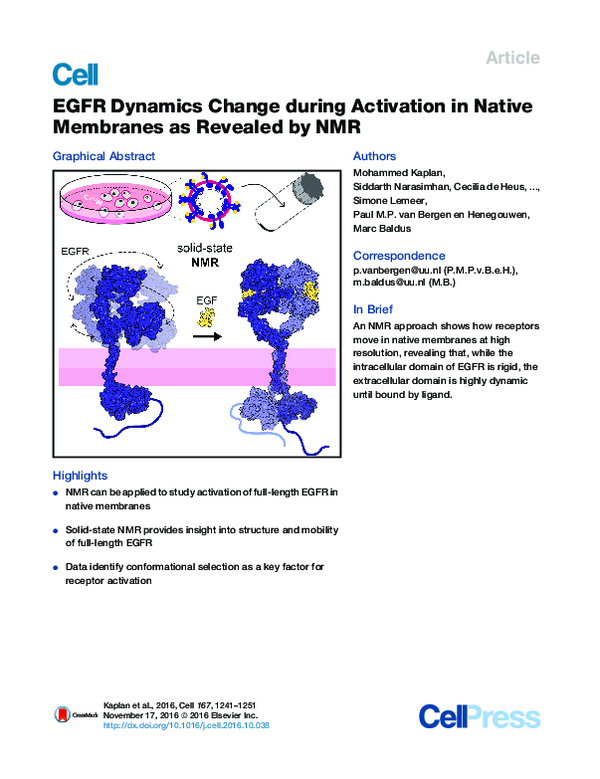(PDF) EGFR Dynamics Change during Activation in Native Membranes as ...