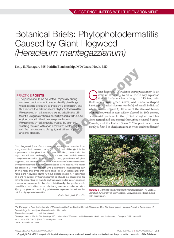 (PDF) Botanical Briefs: Phytophotodermatitis Caused by Giant Hogweed ...