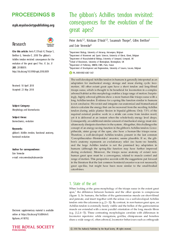 (PDF) The gibbon's Achilles tendon revisited: consequences for the ...