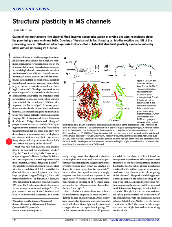 (PDF) Structural plasticity in MS channels