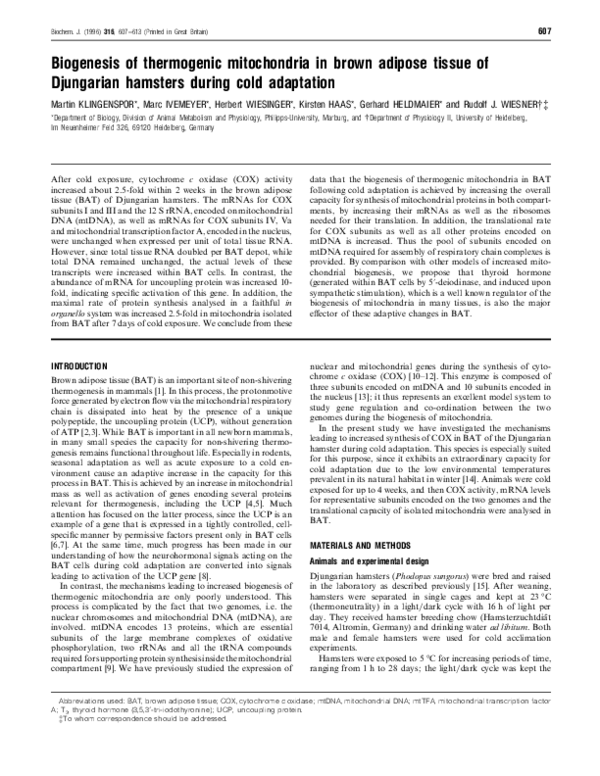 (PDF) Biogenesis of thermogenic mitochondria in brown adipose tissue of ...