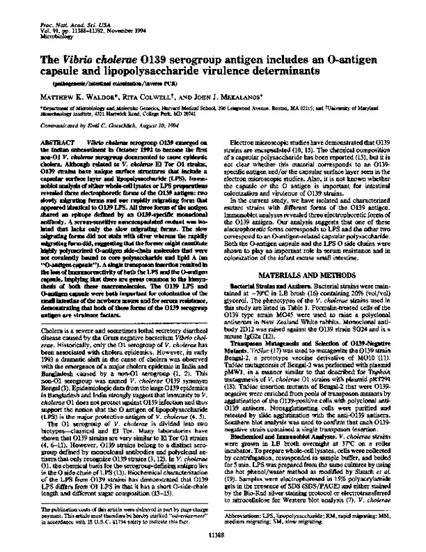 (PDF) The Vibrio cholerae O139 serogroup antigen includes an O-antigen ...