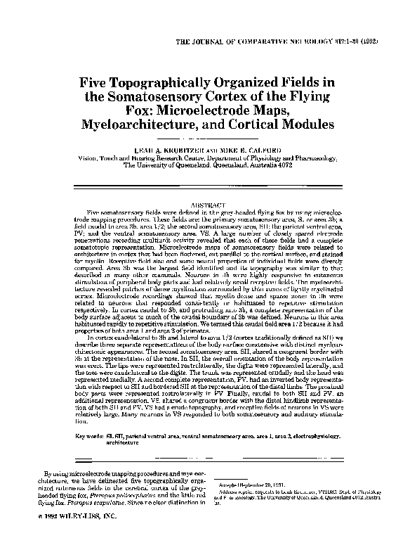 (PDF) Five topographically organized fields in the somatosensory cortex ...