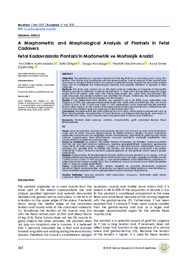 (PDF) Fetal Kadavralarda Plantaris’in Morfometrik ve Morfolojik Analizi