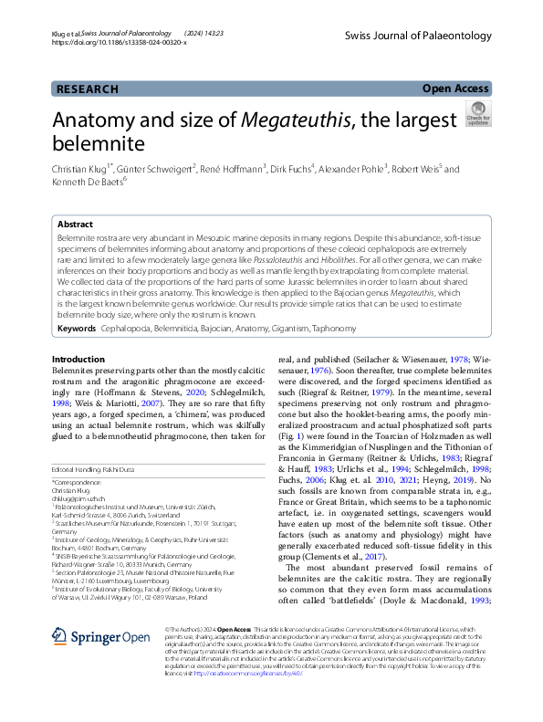 (PDF) Anatomy and size of Megateuthis, the largest belemnite