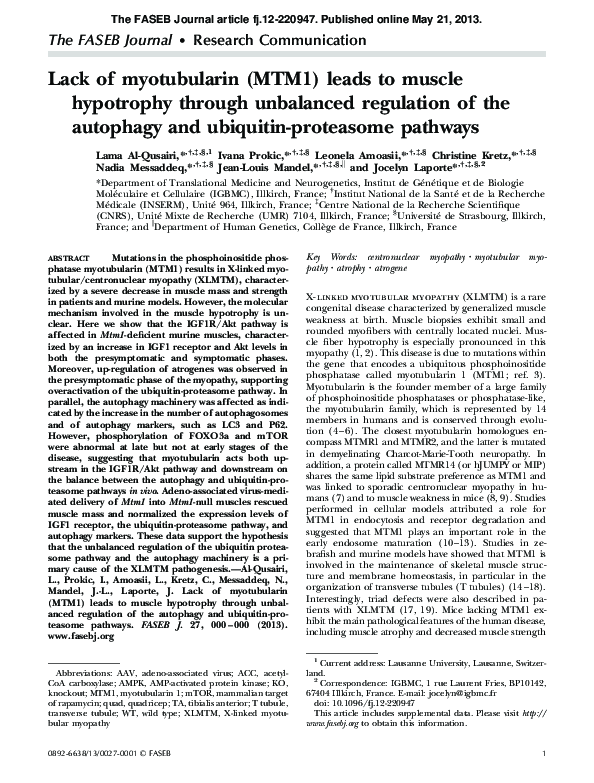 (PDF) Lack of myotubularin (MTM1) leads to muscle hypotrophy through ...