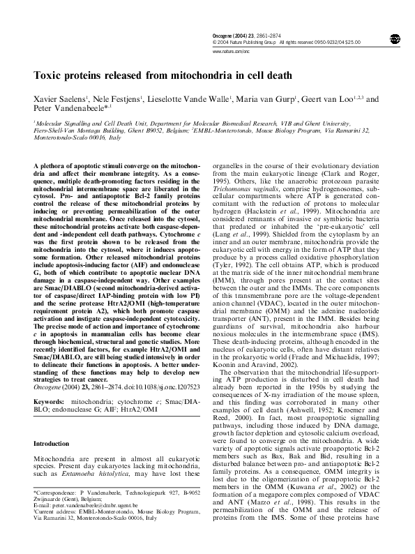 (PDF) Toxic proteins released from mitochondria in cell death