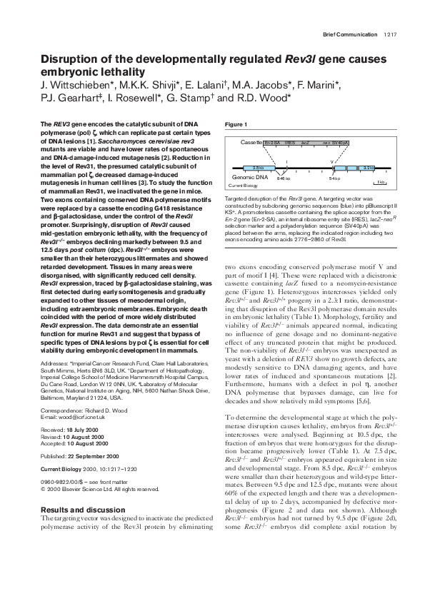 (PDF) Disruption of the developmentally regulated Rev3l gene causes ...