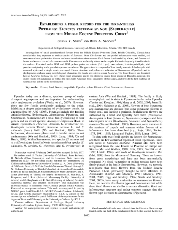 (PDF) Establishing a fossil record for the perianthless Piperales ...