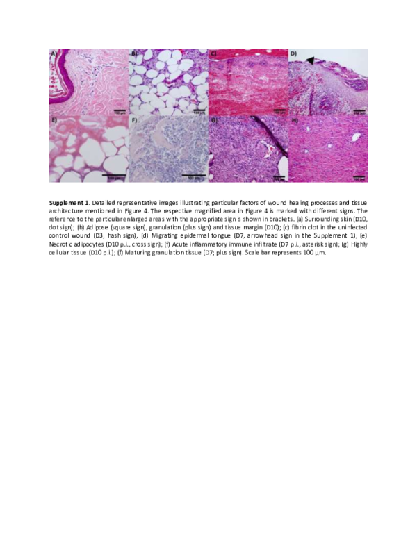 (PDF) A porcine model of skin wound infected with a polybacterial biofilm