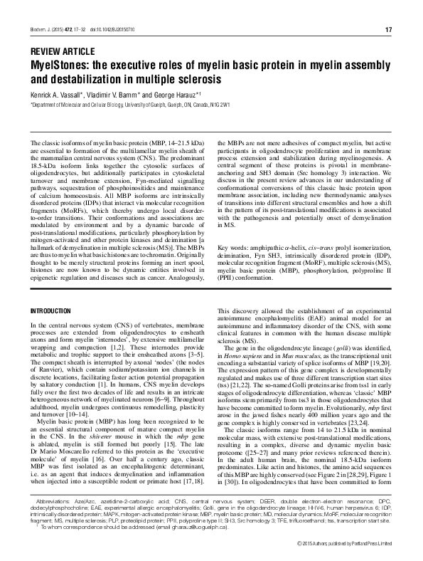 (PDF) MyelStones: the executive roles of myelin basic protein in myelin ...