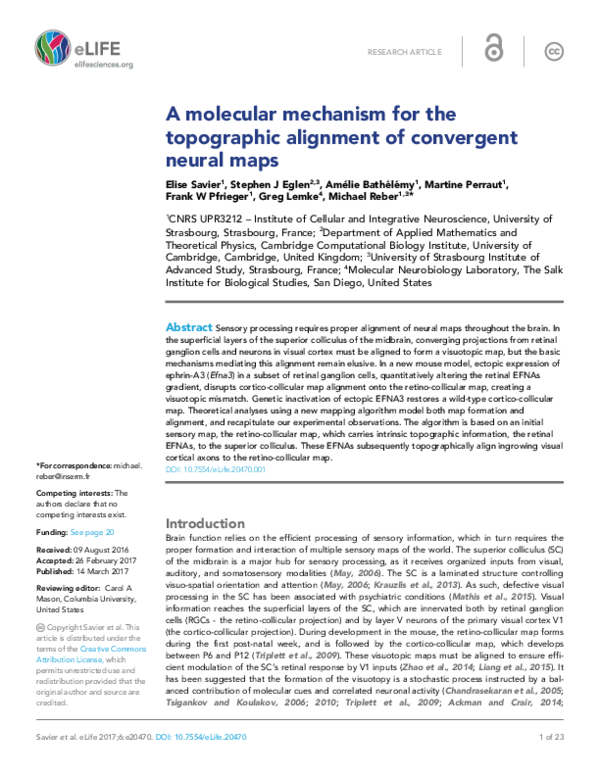 (PDF) A molecular mechanism for the topographic alignment of convergent ...