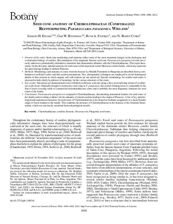 (PDF) Seed cone anatomy of Cheirolepidiaceae (Coniferales ...