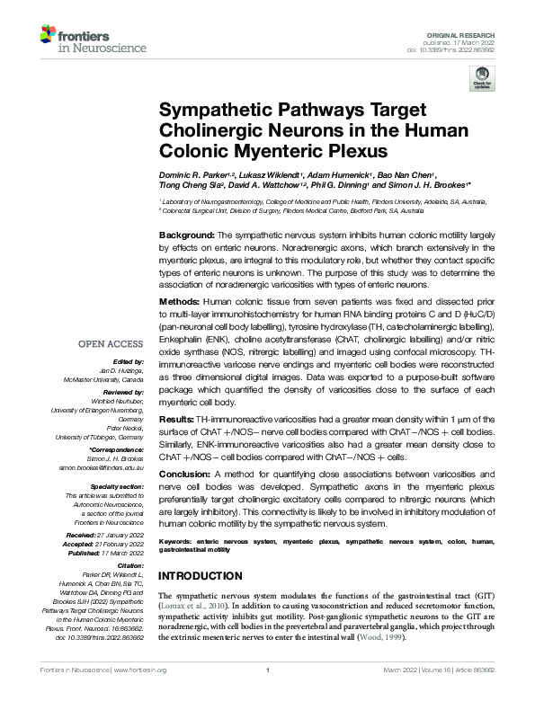 (PDF) Sympathetic Pathways Target Cholinergic Neurons in the Human ...