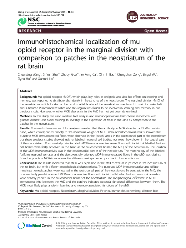 (PDF) Immunohistochemical localization of mu opioid receptor in the ...