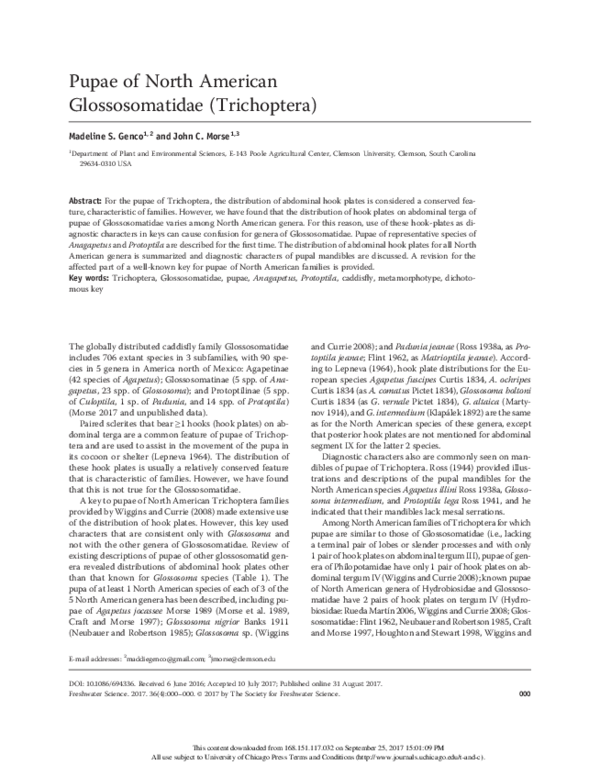 (PDF) Pupae of North American Glossosomatidae (Trichoptera)