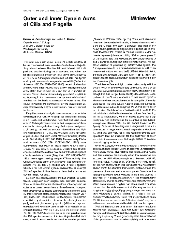 (PDF) Outer and inner dynein arms of cilia and flagella