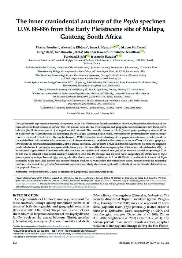 (PDF) The inner craniodental anatomy of the Papio specimen U.W. 88-886 ...