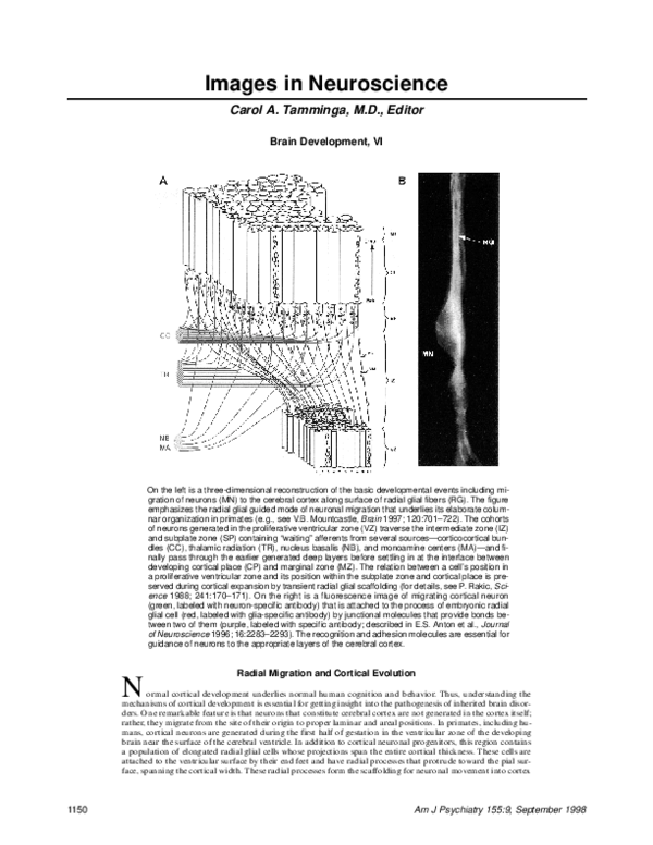 (PDF) Brain Development, VI: Radial Migration and Cortical Evolution