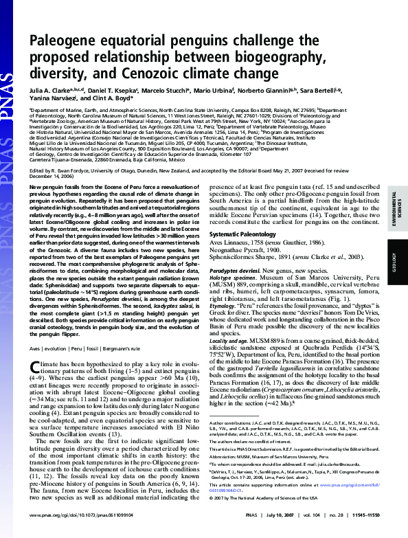 (PDF) Paleogene equatorial penguins challenge the proposed relationship ...
