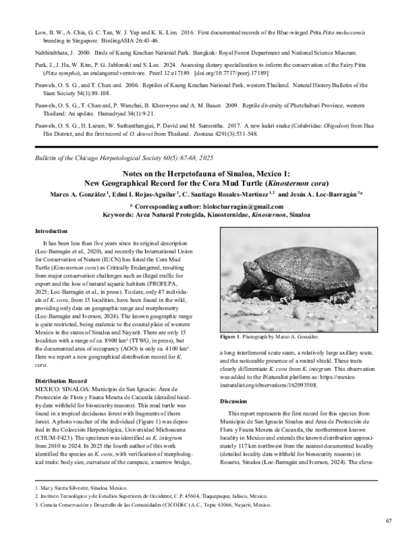 (PDF) New Geographical Record for the Cora Mud Turtle (Kinosternon cora)