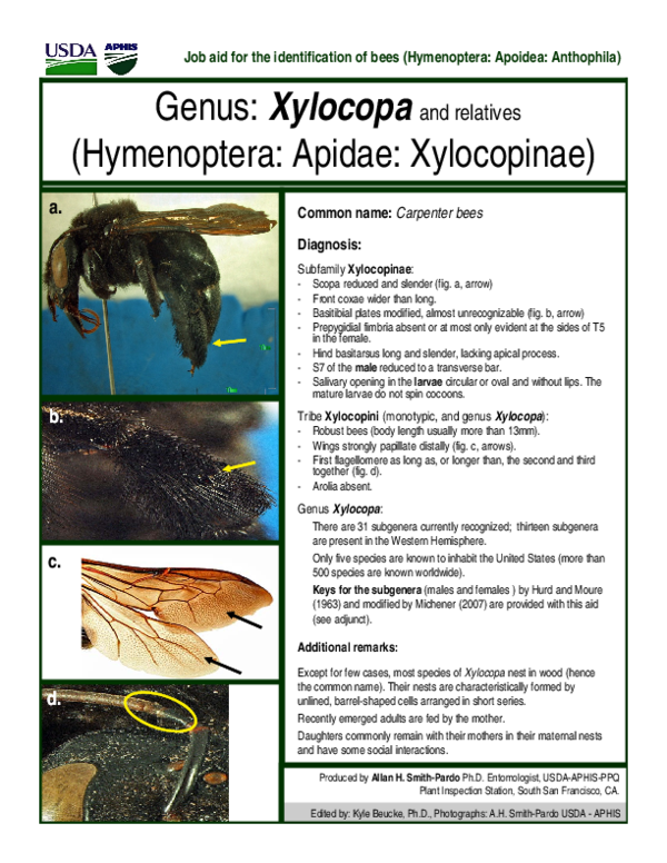 (PDF) Diagnostic characters of bees of the genus Xylocopa