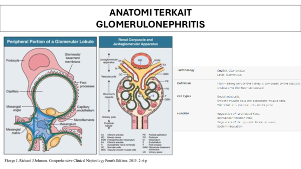 (PDF) Glomerulonefritis