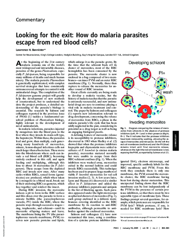 (PDF) Looking for the exit: How do malaria parasites escape from red ...