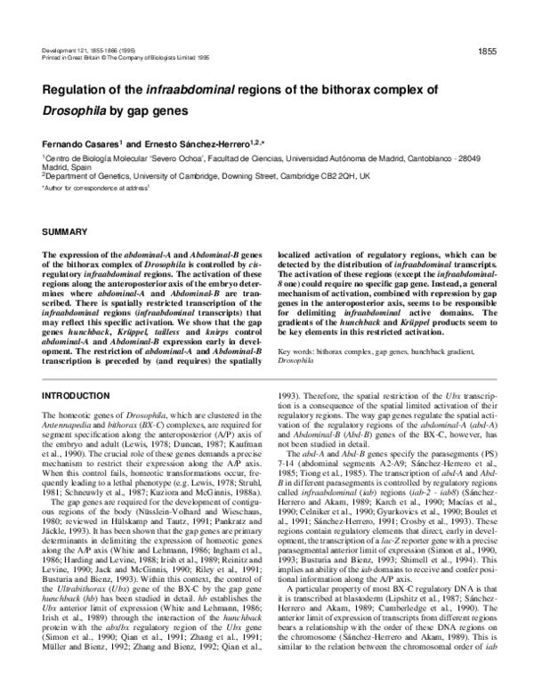 (PDF) Regulation of the infraabdominal regions of the bithorax complex of Drosophila by gap genes