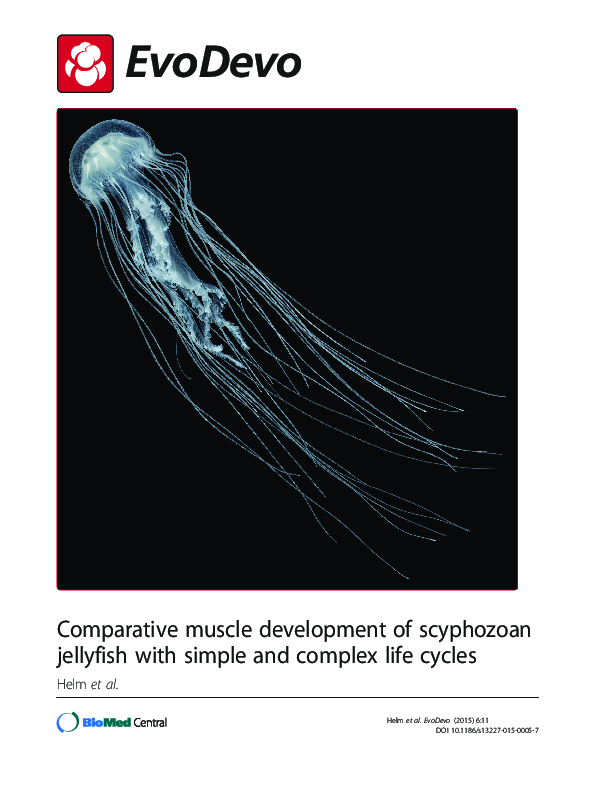 (PDF) Comparative muscle development of scyphozoan jellyfish with ...