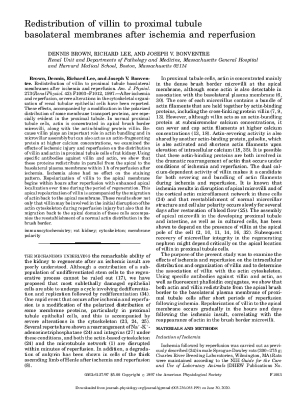 (PDF) Redistribution of villin to proximal tubule basolateral membranes ...