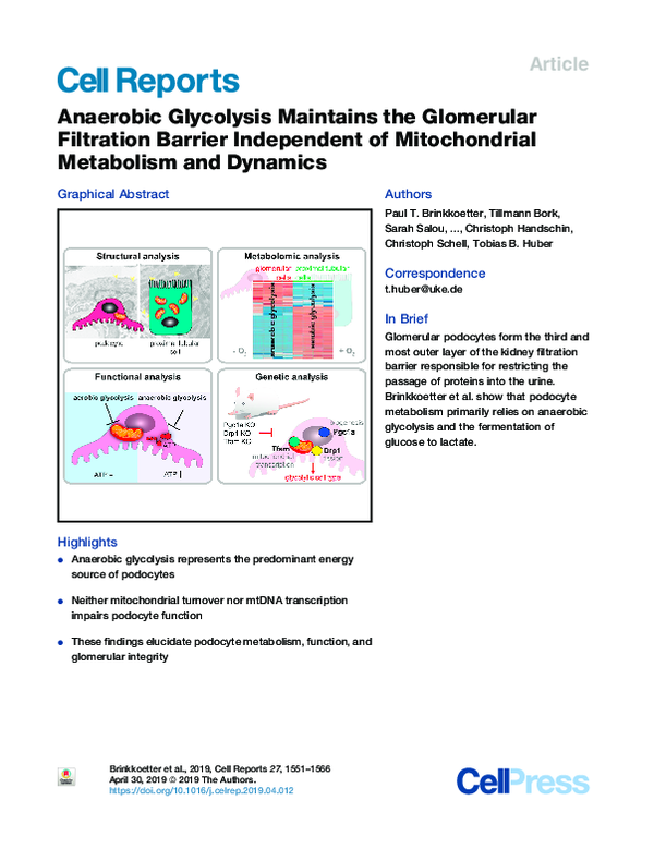 (PDF) Anaerobic Glycolysis Maintains the Glomerular Filtration Barrier ...