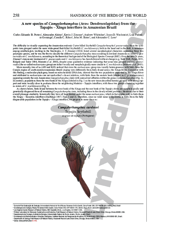 (PDF) A new species of Campylorhamphus (Aves: Dendrocolaptidae) from ...