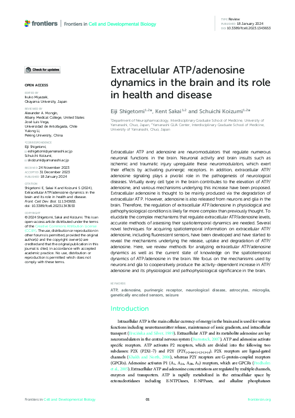 (PDF) Extracellular ATP/adenosine dynamics in the brain and its role in ...