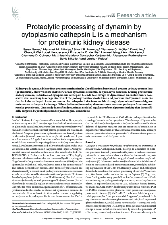 (PDF) Proteolytic processing of dynamin by cytoplasmic cathepsin L is a ...