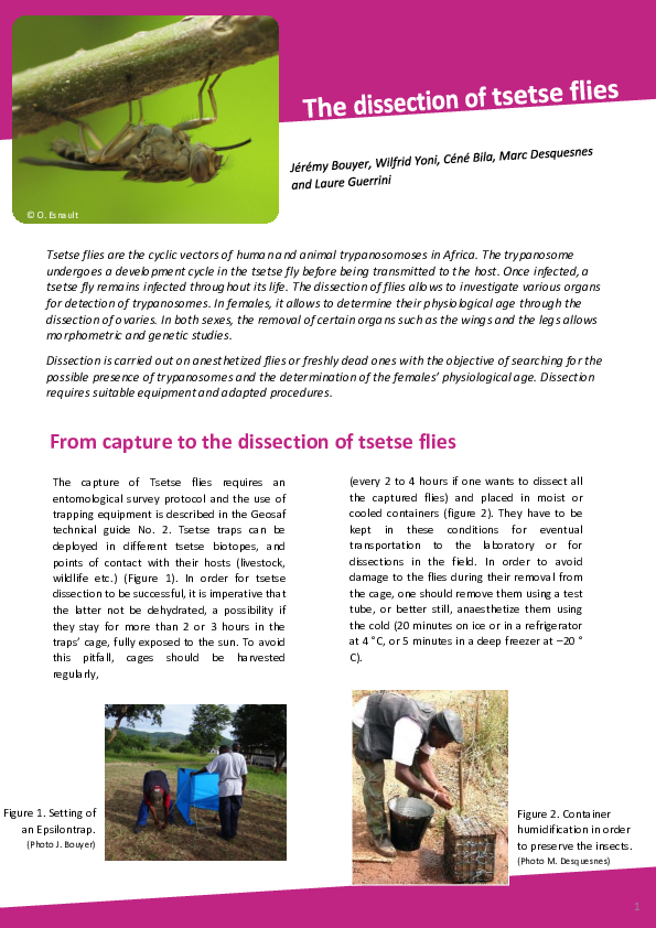 (PDF) The dissection of tsetse flies