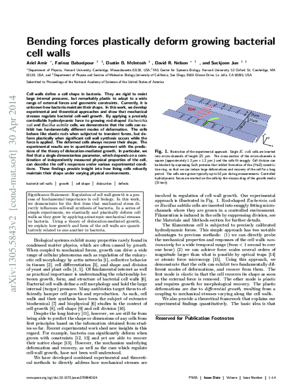 (PDF) Bending forces plastically deform growing bacterial cell walls