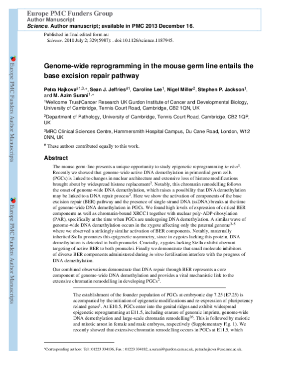 (PDF) Genome-Wide Reprogramming in the Mouse Germ Line Entails the Base ...