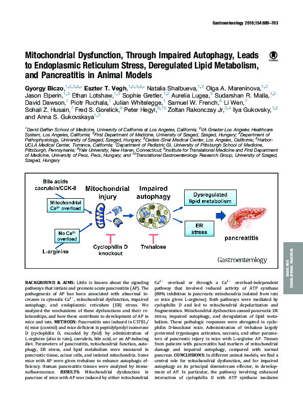 (PDF) Mitochondrial dysfunction, through impaired autophagy, leads to ...