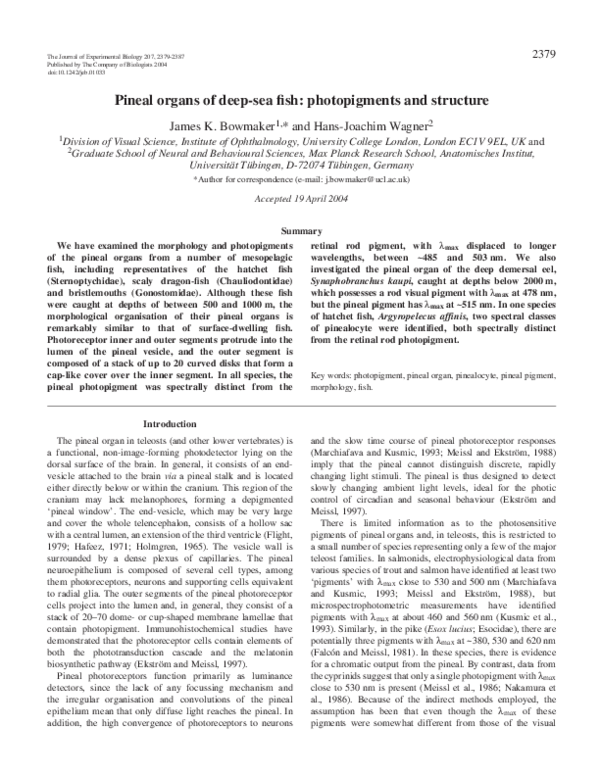 (PDF) Pineal organs of deep-sea fish: photopigments and structure