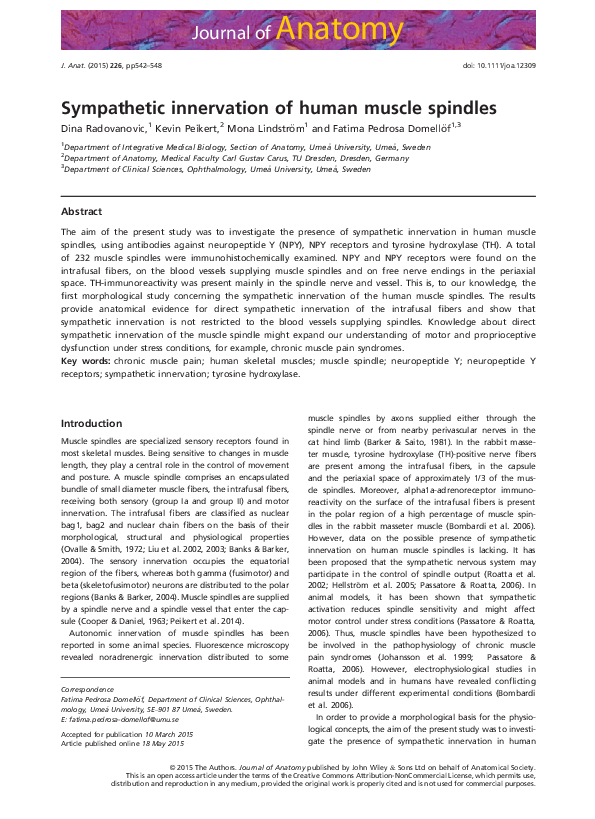 (PDF) Sympathetic innervation of human muscle spindles