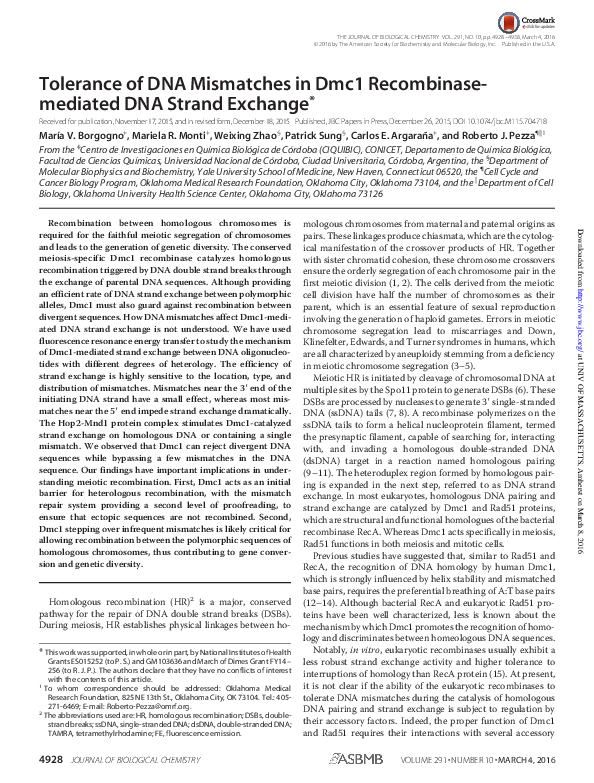 (PDF) Tolerance of DNA Mismatches in Dmc1 Recombinase-Mediated DNA ...