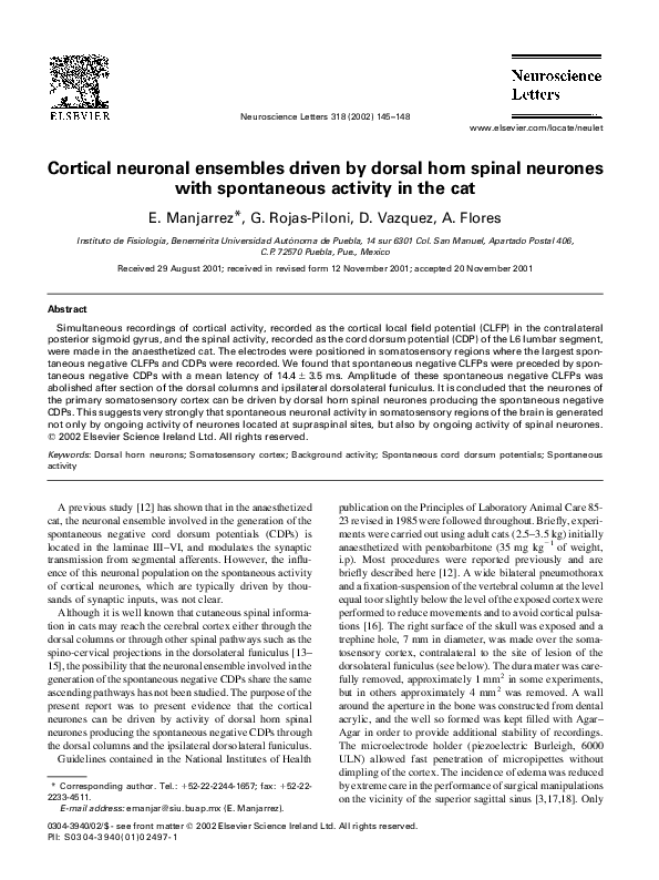 (PDF) Cortical neuronal ensembles driven by dorsal horn spinal neurones ...