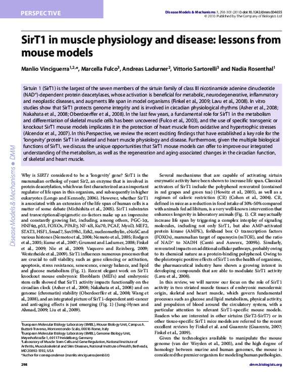 (PDF) SirT1 in muscle physiology and disease: lessons from mouse models