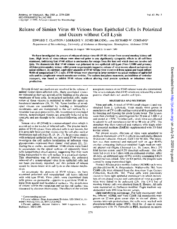 (PDF) Release of simian virus 40 virions from epithelial cells is ...