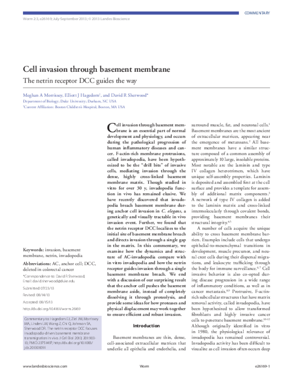 (PDF) Cell invasion through basement membrane: The netrin receptor DCC ...